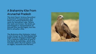 Birds of prey | PPTX