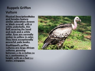 Birds of prey vultures | PPTX