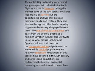 Birds of prey vultures | PPTX