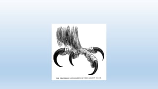 Birds of prey eagles 6 | PPT