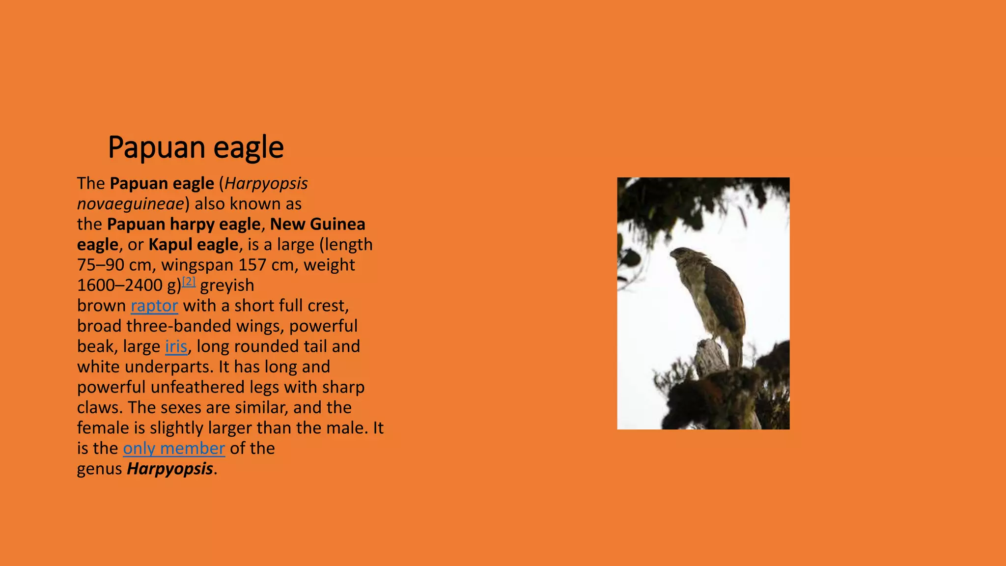 Birds of prey eagles 8 | PPT