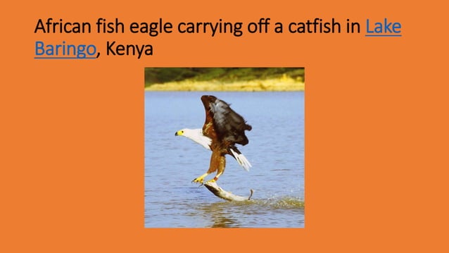 Birds of prey eagles 8 | PPT