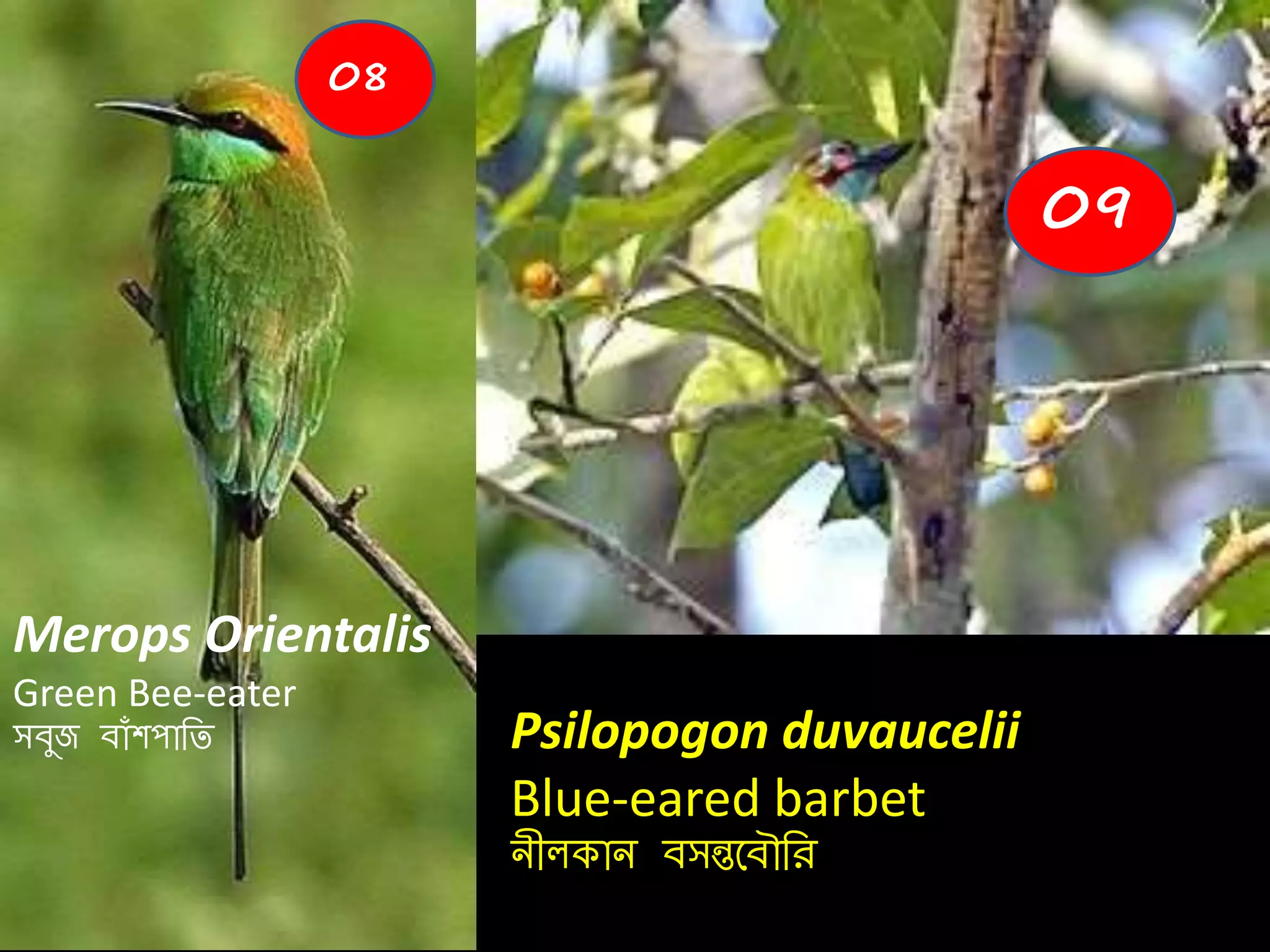 Birds of UBKV ( 61 slides ) | PPT