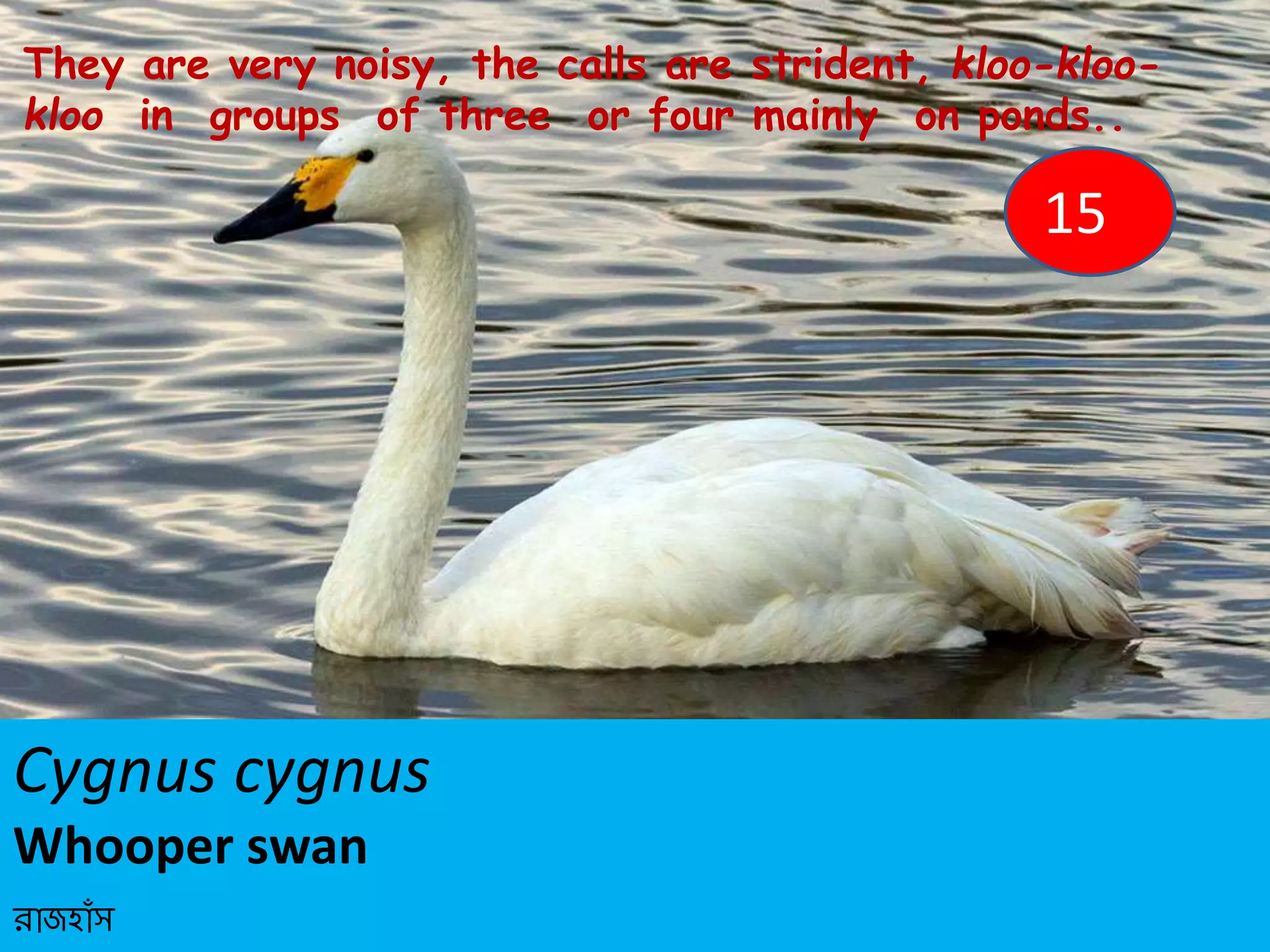 Birds of UBKV ( 61 slides ) | PPT