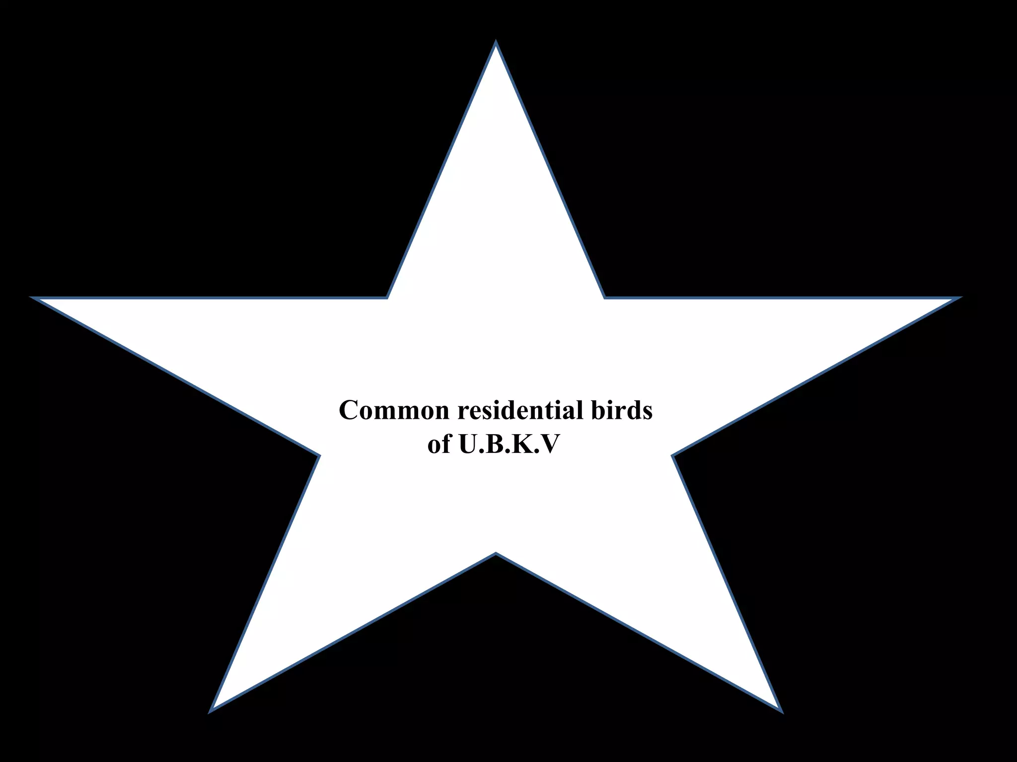 Birds of UBKV ( 61 slides ) | PPT