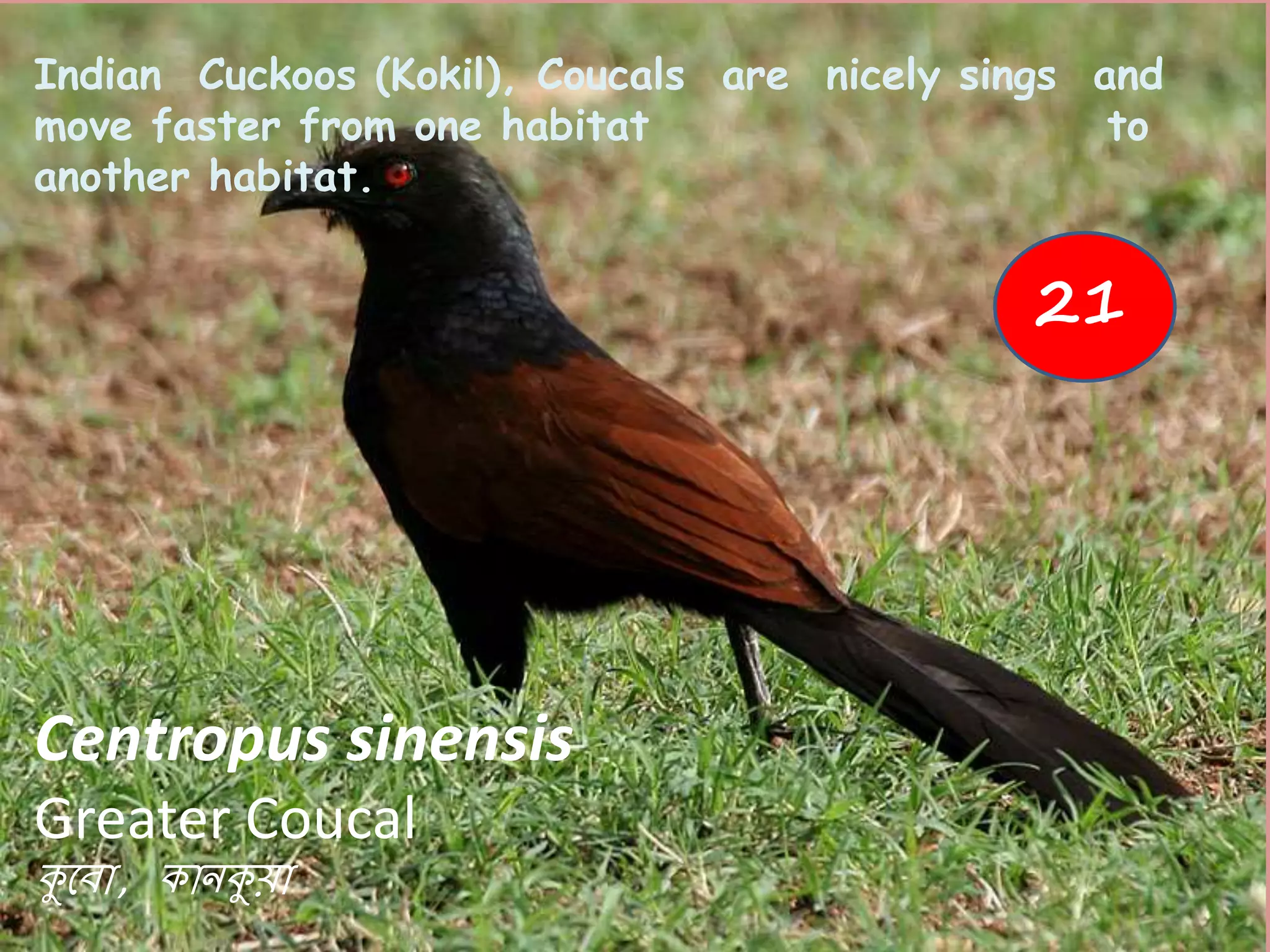 Birds of UBKV ( 61 slides ) | PPT