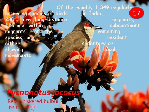 Birds of UBKV ( 61 slides ) | PPT