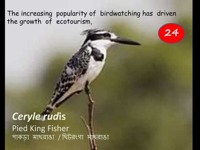 Birds of UBKV ( 61 slides ) | PPT