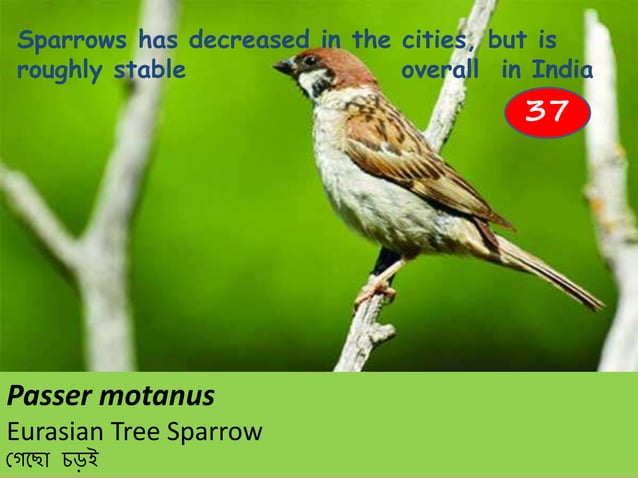 Birds of UBKV ( 61 slides ) | PPT