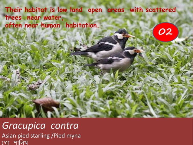 Birds of UBKV ( 61 slides ) | PPT