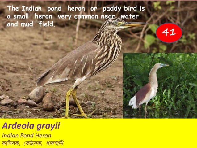 Birds of UBKV ( 61 slides ) | PPT