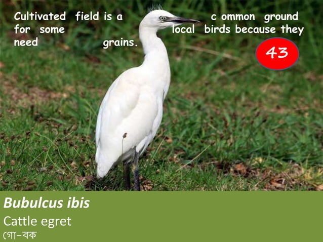 Birds of UBKV ( 61 slides ) | PPT