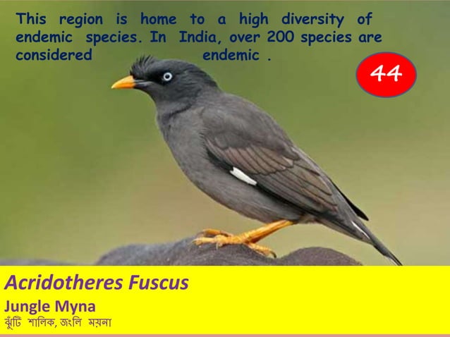 Birds of UBKV ( 61 slides ) | PPT