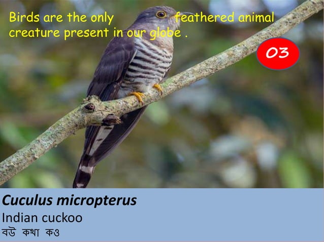 Birds of UBKV ( 61 slides ) | PPT