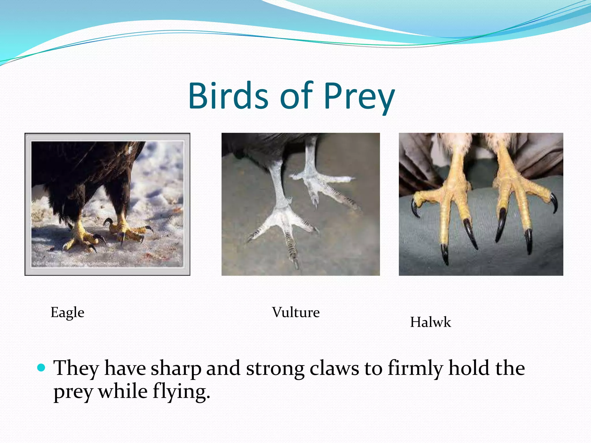 Birds ppt | PPTX