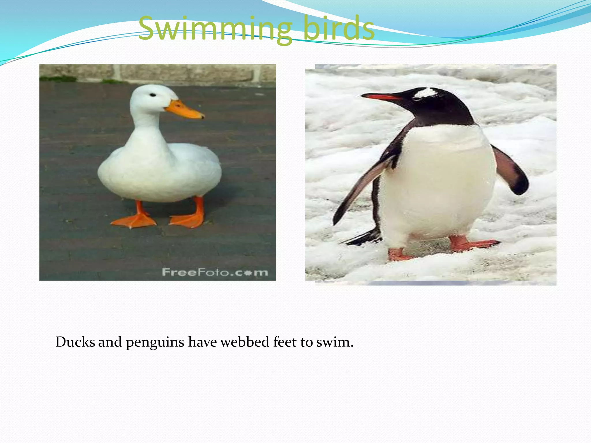 Birds ppt | PPTX