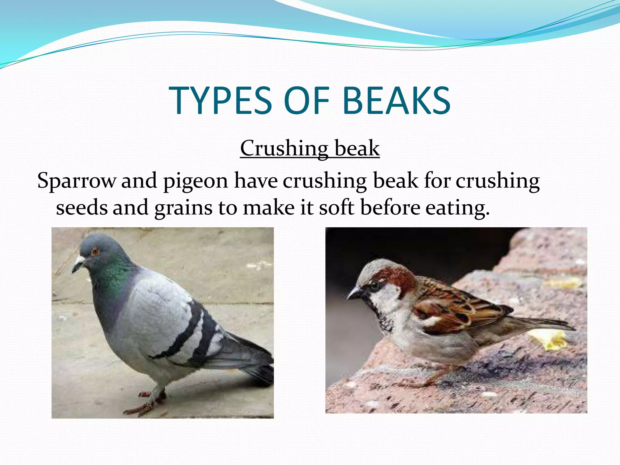 Birds ppt | PPTX