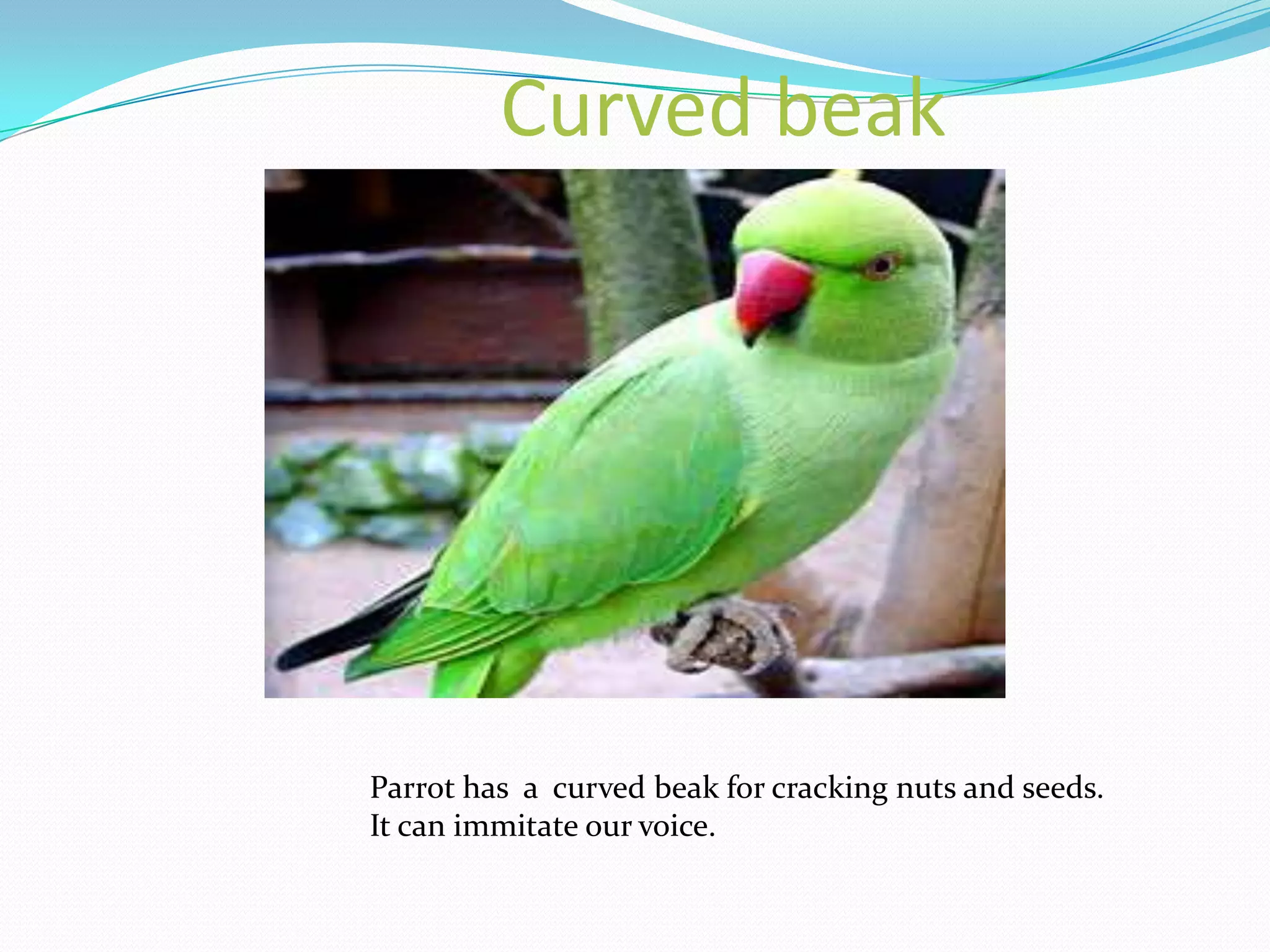 Birds ppt | PPTX