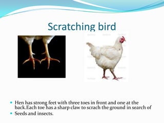 Birds ppt | PPTX