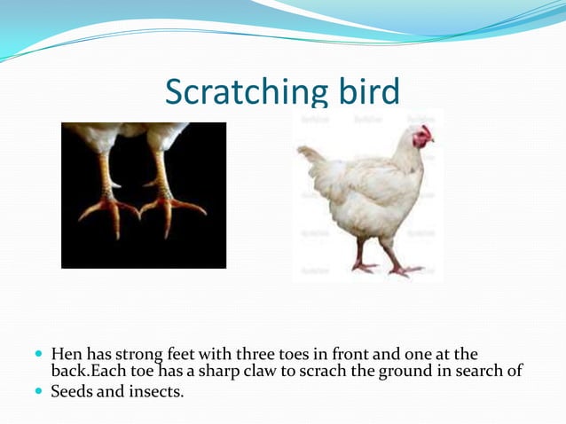 Birds ppt | PPTX
