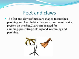 Birds ppt | PPTX