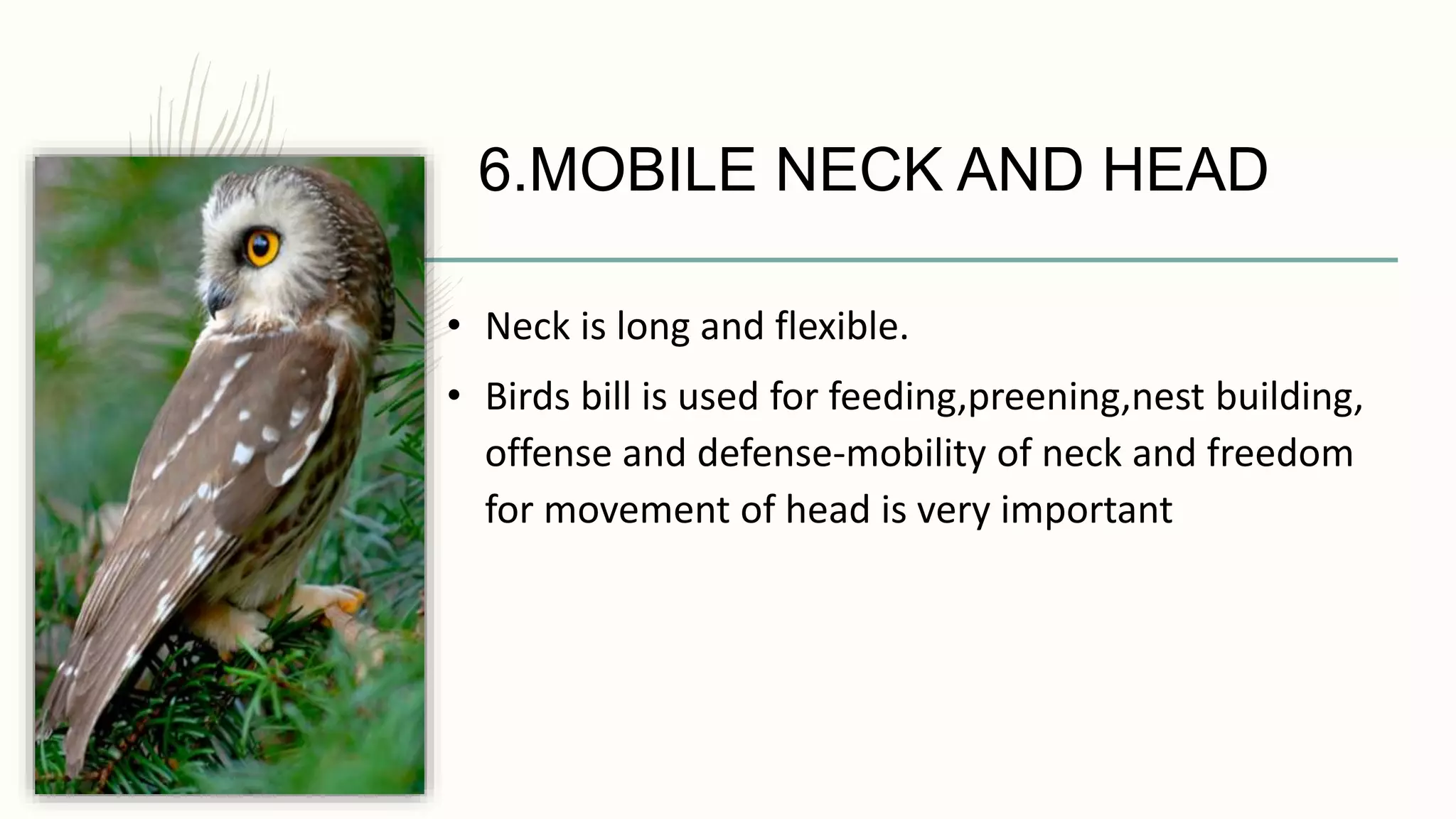 ADAPTATION OF BIRDS FOR AERIAL LIFE | PPTX