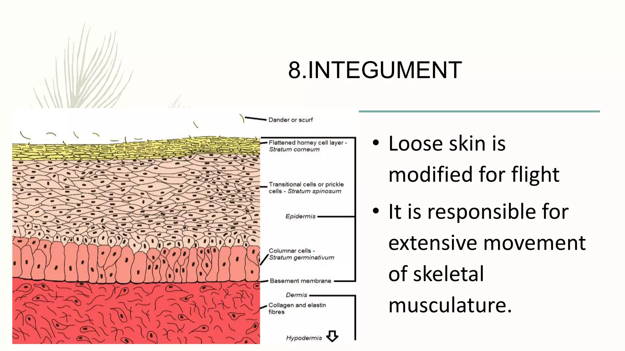 ADAPTATION OF BIRDS FOR AERIAL LIFE | PPTX
