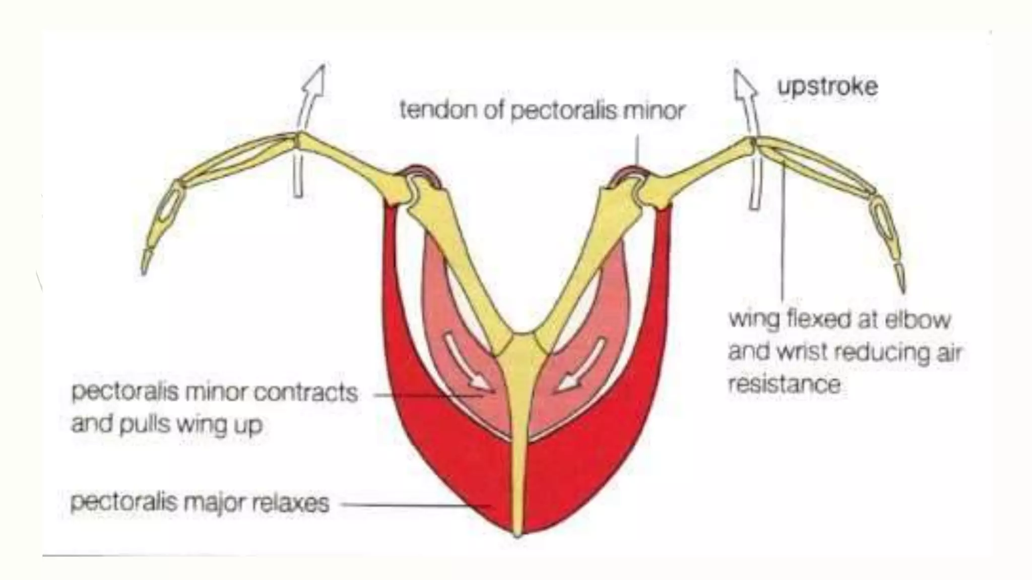 ADAPTATION OF BIRDS FOR AERIAL LIFE | PPTX