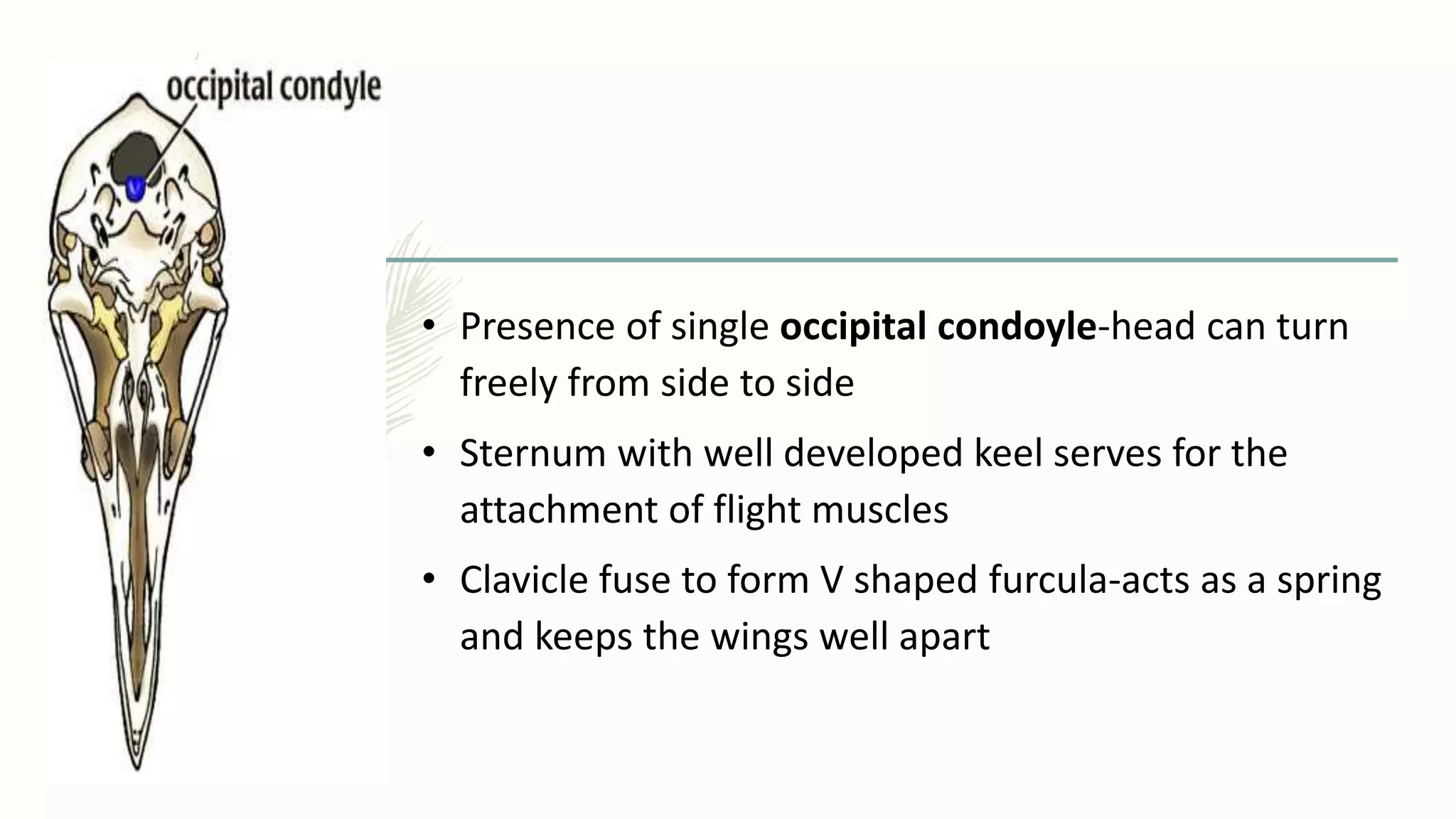 ADAPTATION OF BIRDS FOR AERIAL LIFE | PPTX