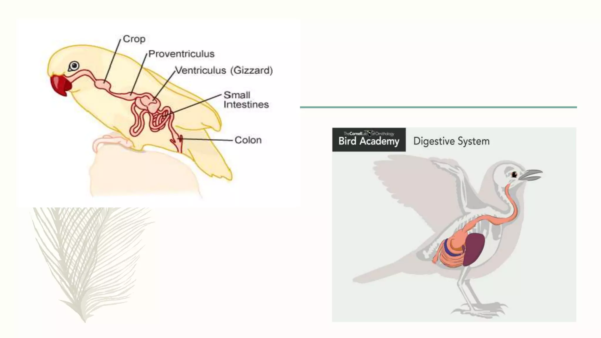 ADAPTATION OF BIRDS FOR AERIAL LIFE | PPTX