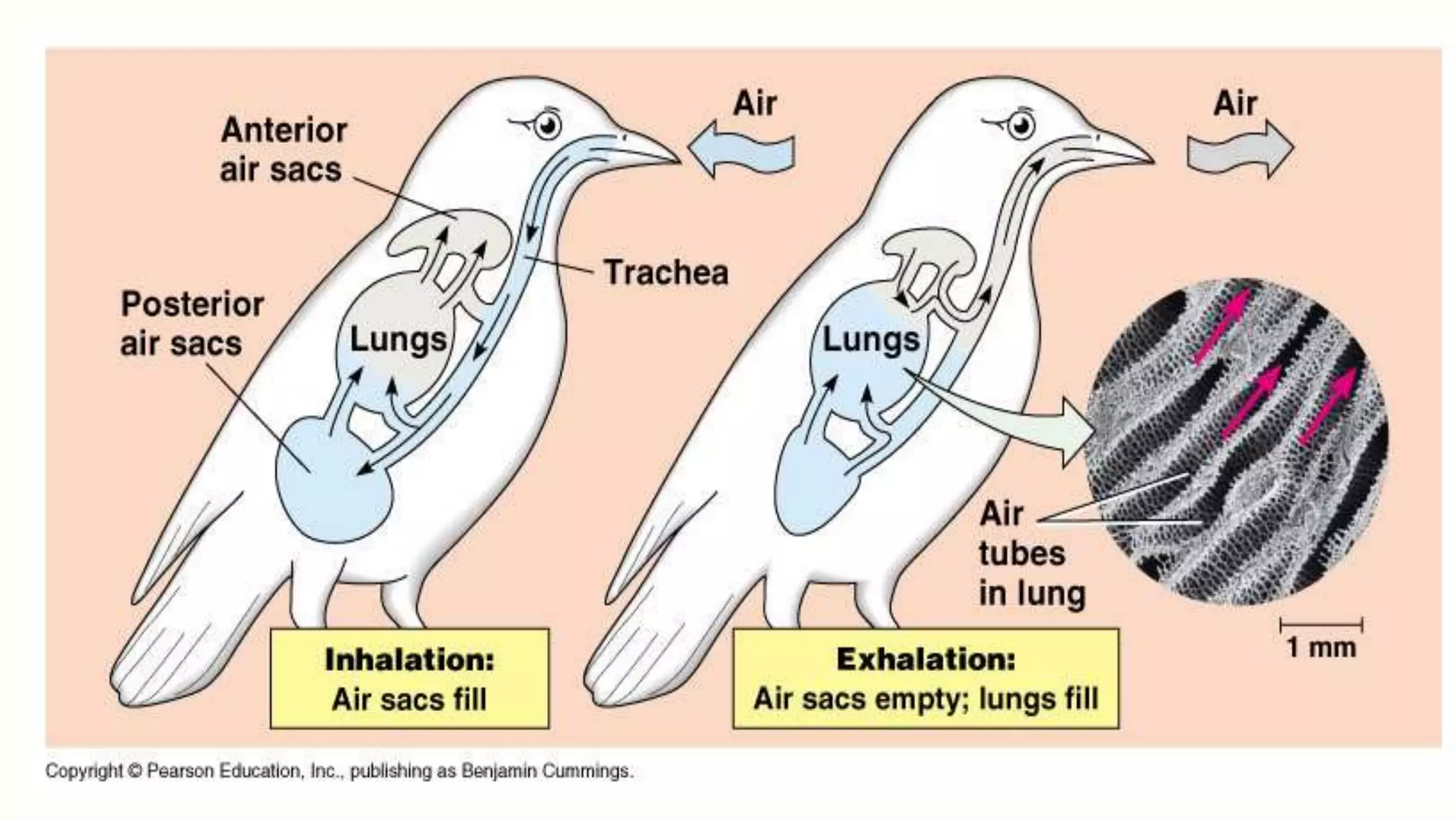 ADAPTATION OF BIRDS FOR AERIAL LIFE | PPTX