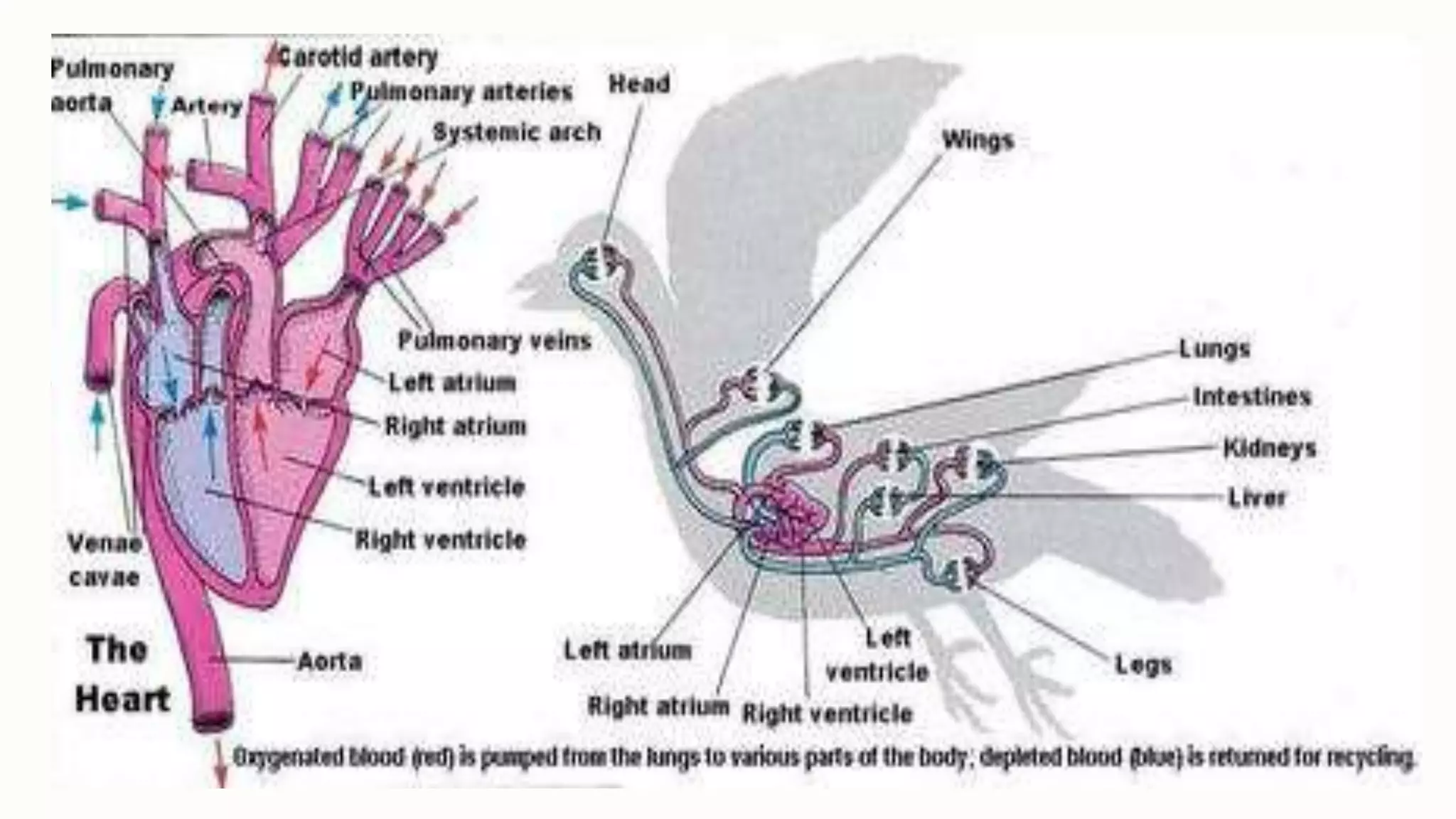 ADAPTATION OF BIRDS FOR AERIAL LIFE | PPTX