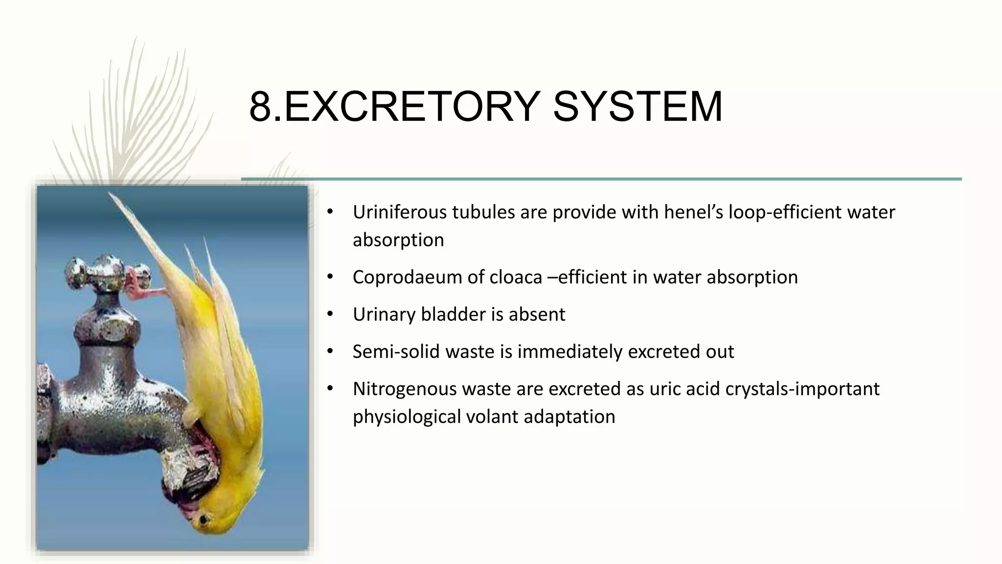 ADAPTATION OF BIRDS FOR AERIAL LIFE | PPTX