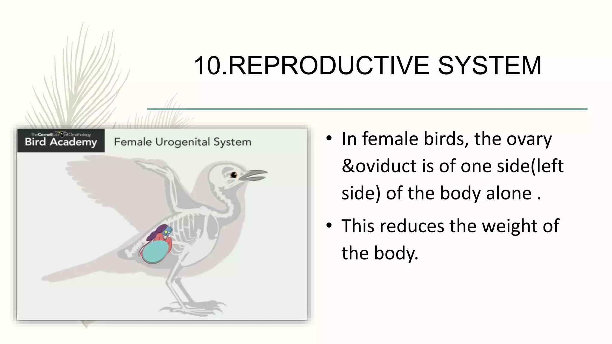 ADAPTATION OF BIRDS FOR AERIAL LIFE | PPTX