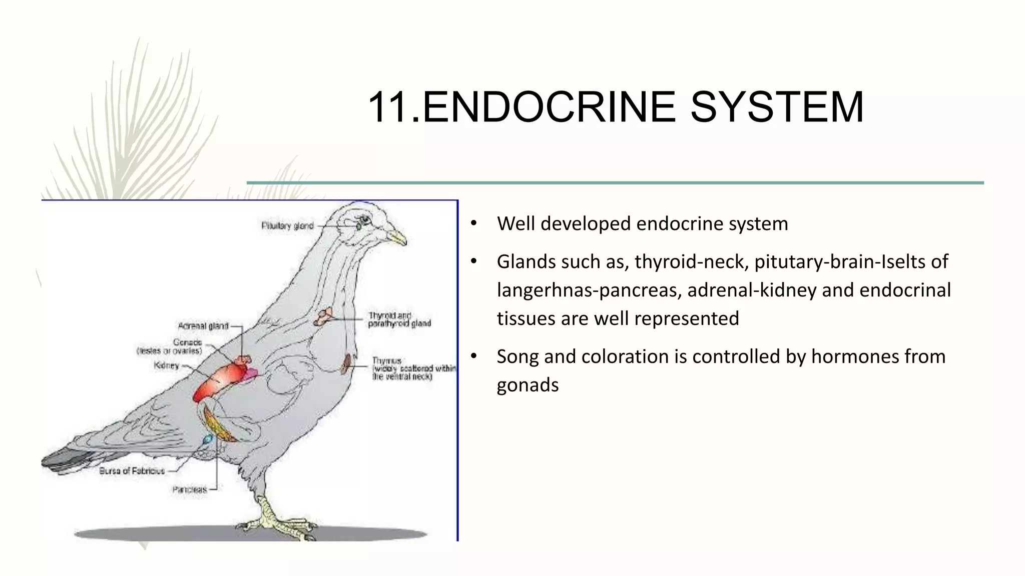 ADAPTATION OF BIRDS FOR AERIAL LIFE | PPTX
