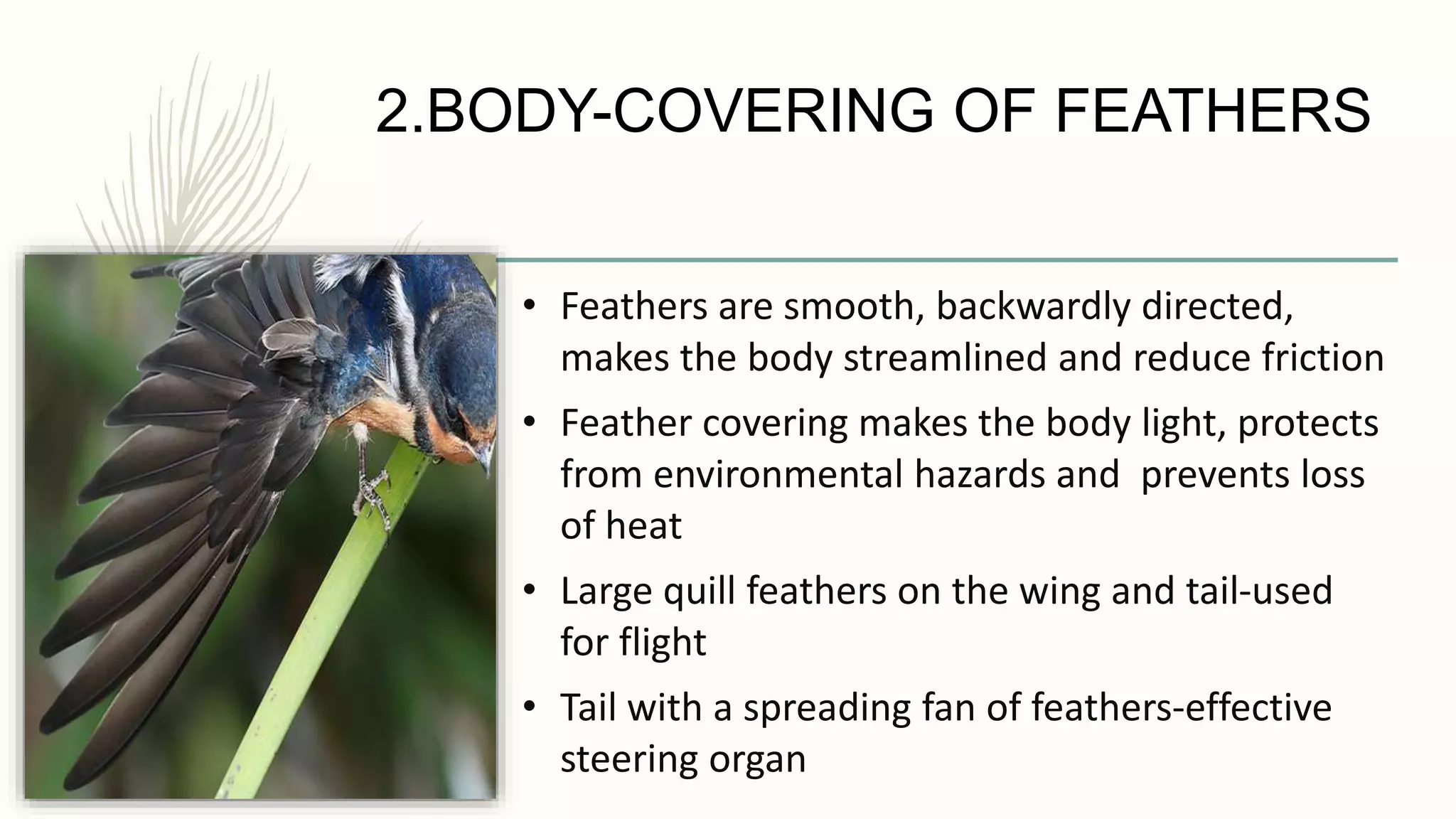 ADAPTATION OF BIRDS FOR AERIAL LIFE | PPTX