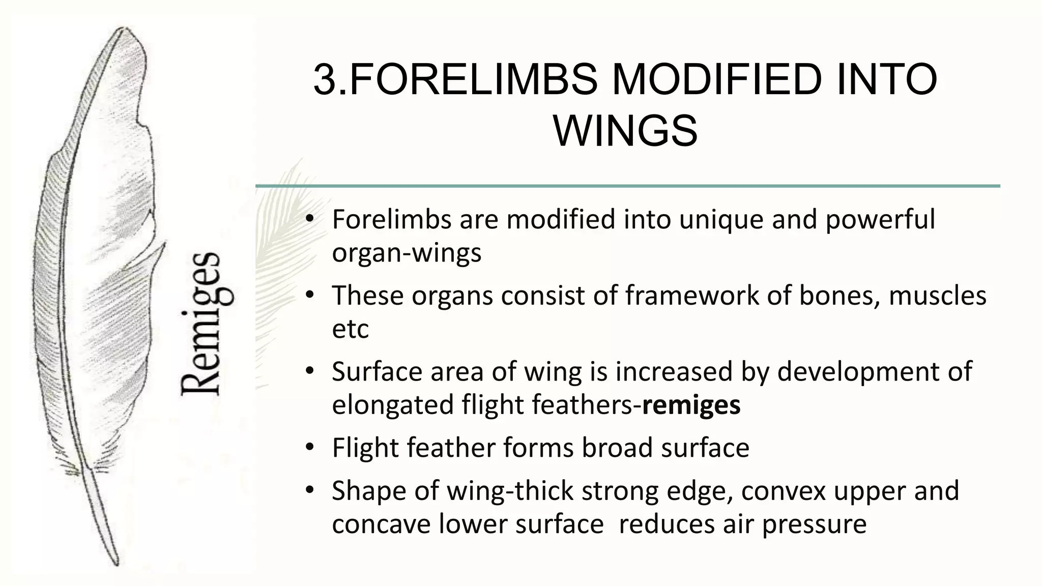 ADAPTATION OF BIRDS FOR AERIAL LIFE | PPTX