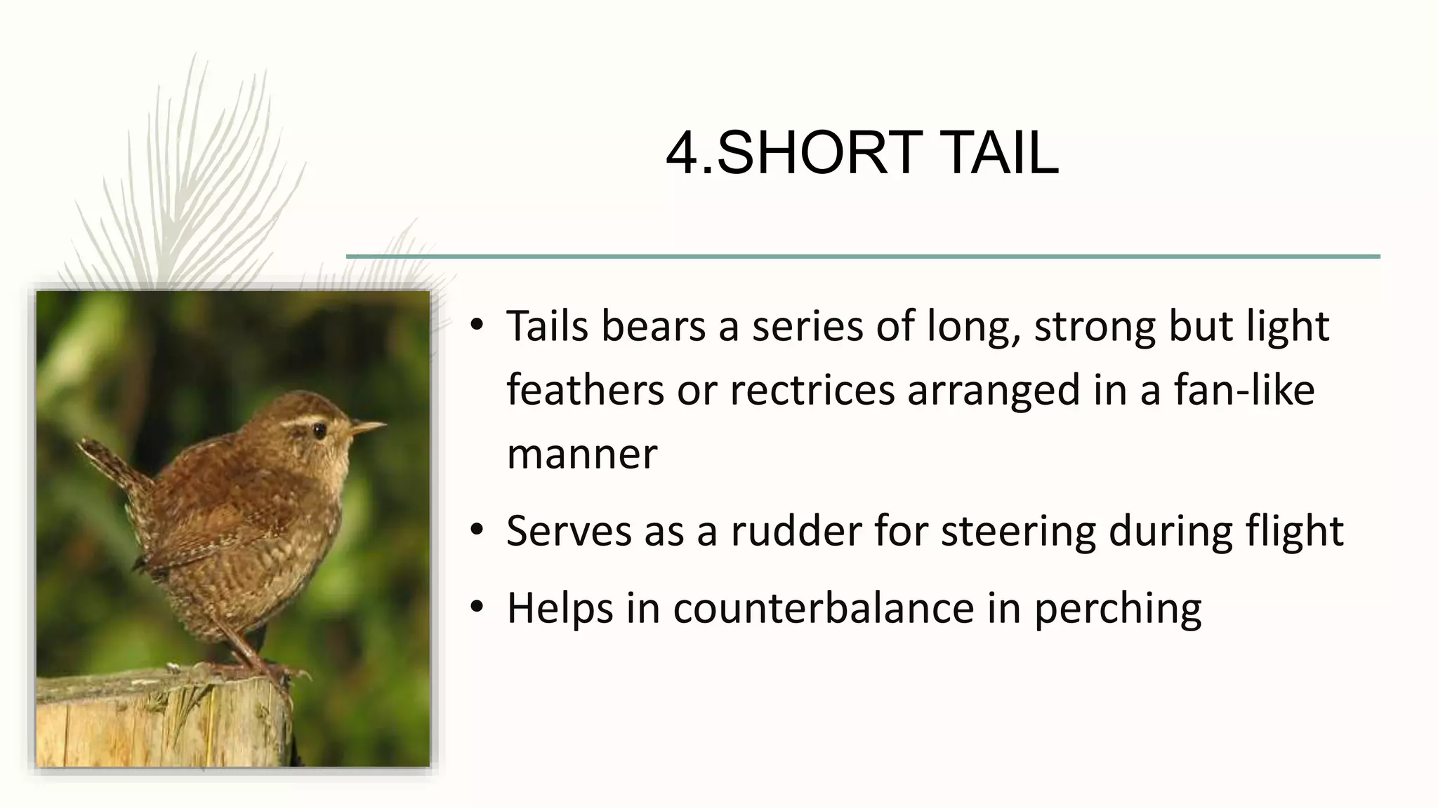 ADAPTATION OF BIRDS FOR AERIAL LIFE | PPTX