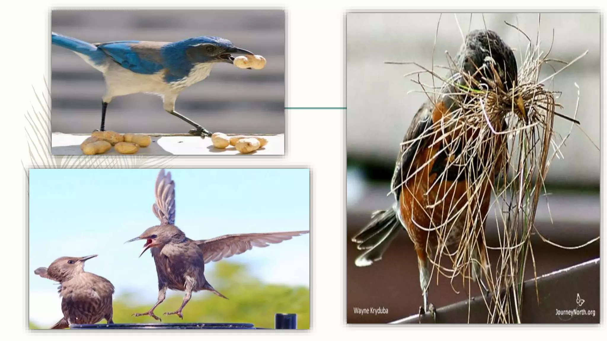 ADAPTATION OF BIRDS FOR AERIAL LIFE | PPTX