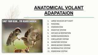 ADAPTATION OF BIRDS FOR AERIAL LIFE | PPTX | Birdwatching | Hobbies ...