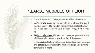 ADAPTATION OF BIRDS FOR AERIAL LIFE | PPTX