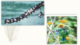 ADAPTATION OF BIRDS FOR AERIAL LIFE | PPTX | Birdwatching | Hobbies ...
