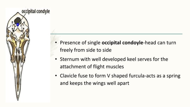 ADAPTATION OF BIRDS FOR AERIAL LIFE | PPTX | Birdwatching | Hobbies ...