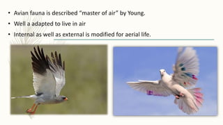 ADAPTATION OF BIRDS FOR AERIAL LIFE | PPTX | Birdwatching | Hobbies ...