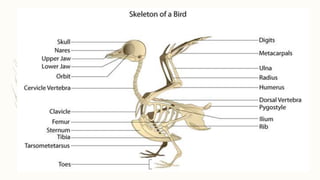 ADAPTATION OF BIRDS FOR AERIAL LIFE | PPTX | Birdwatching | Hobbies ...