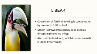 ADAPTATION OF BIRDS FOR AERIAL LIFE | PPTX | Birdwatching | Hobbies ...