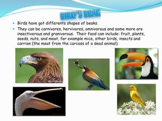 Birds presentación powerpoints (1) copia | PPTX | Birdwatching ...