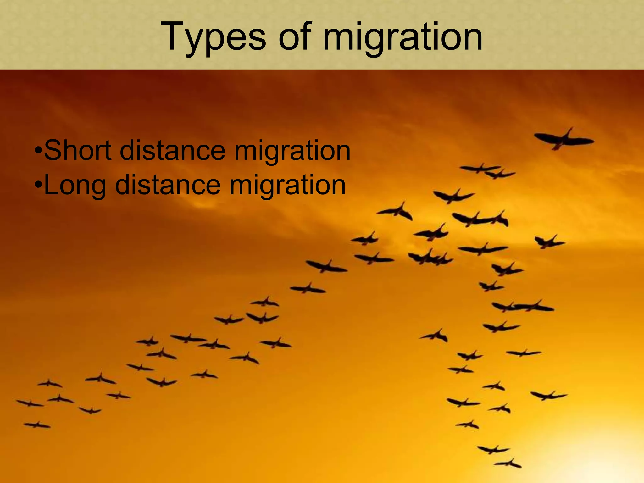 Flightless birds and Migration of birds | PPTX