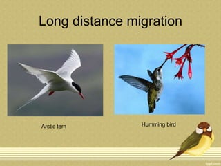 Flightless birds and Migration of birds | PPT