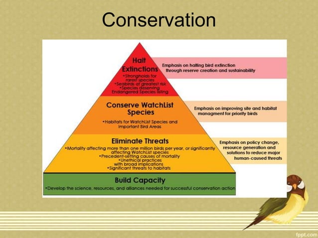 Flightless birds and Migration of birds | PPTX